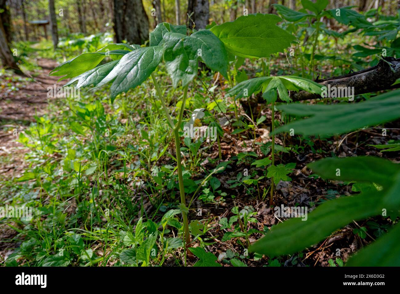 Fully grown mayapple plant alongside the trail in the forest with a ...