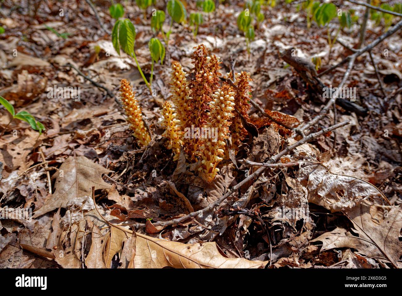 American squawroot plant emerged from the forest ground in early spring ...