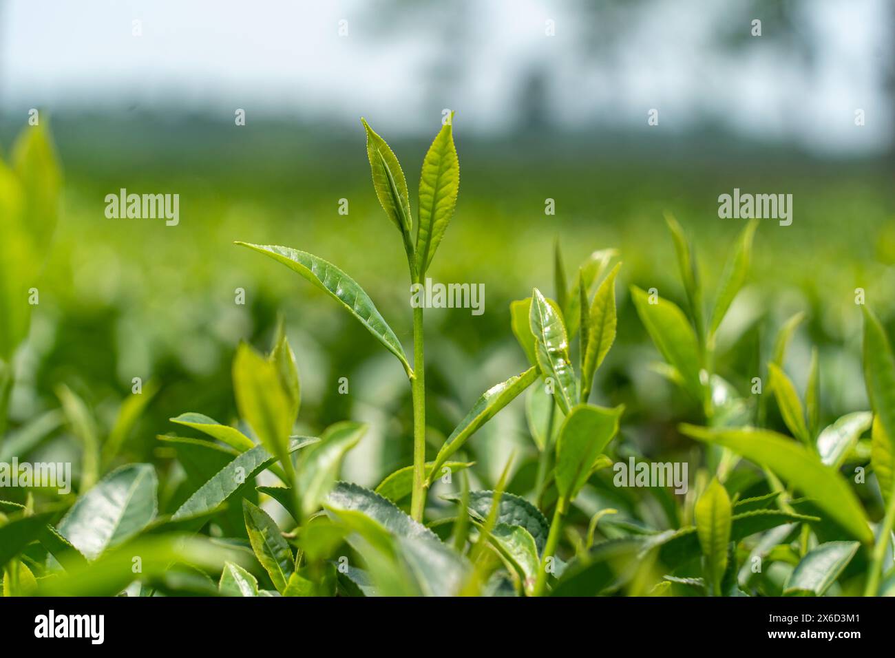 Fresh tea bud and leaves. Tea plantations. Green leaves in a tea ...