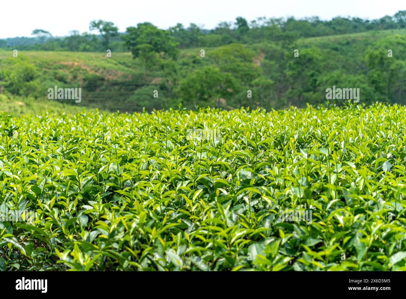 Fresh tea bud and leaves. Tea plantations. Green leaves in a tea ...