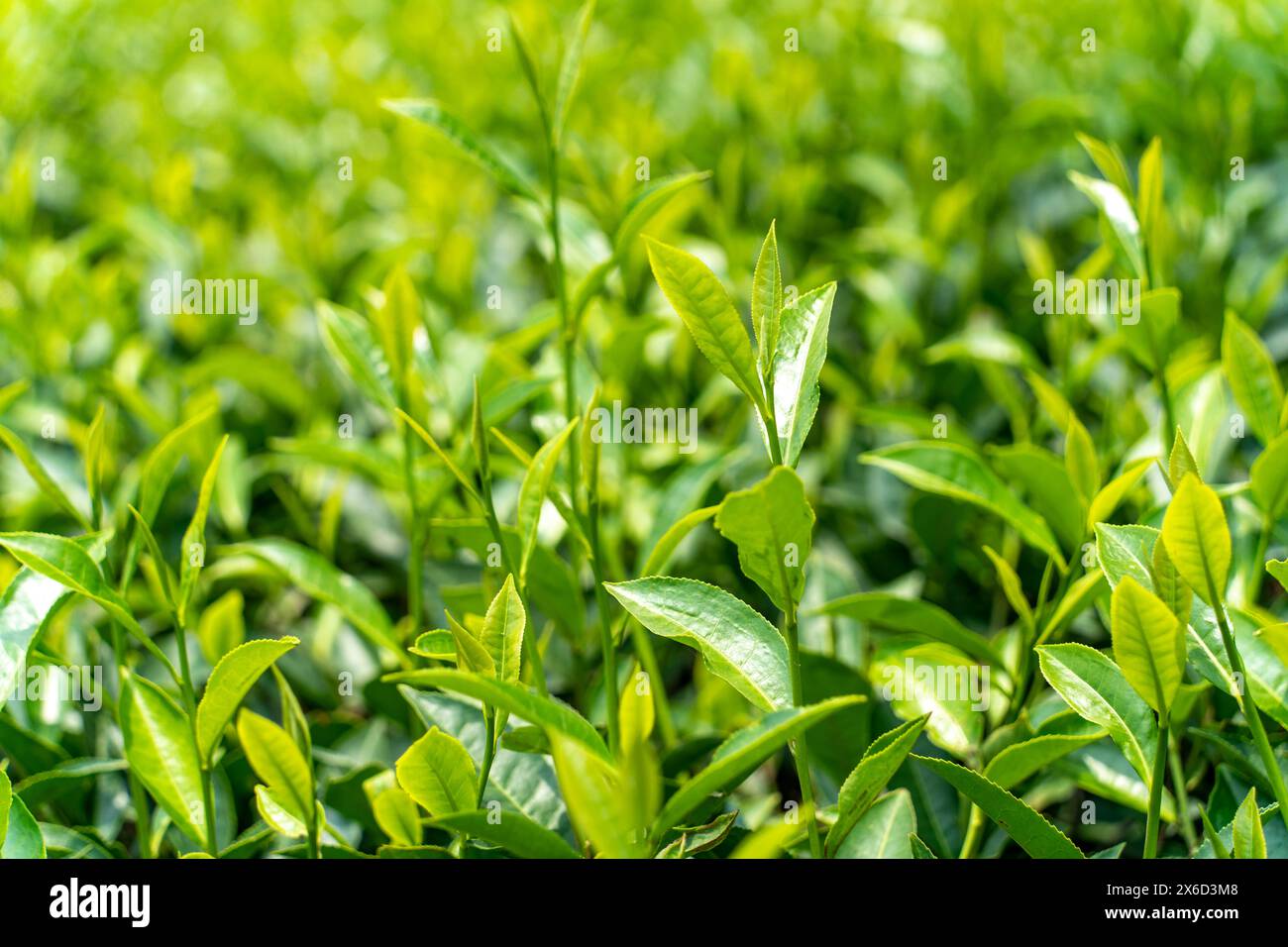 Fresh tea bud and leaves. Tea plantations. Green leaves in a tea ...