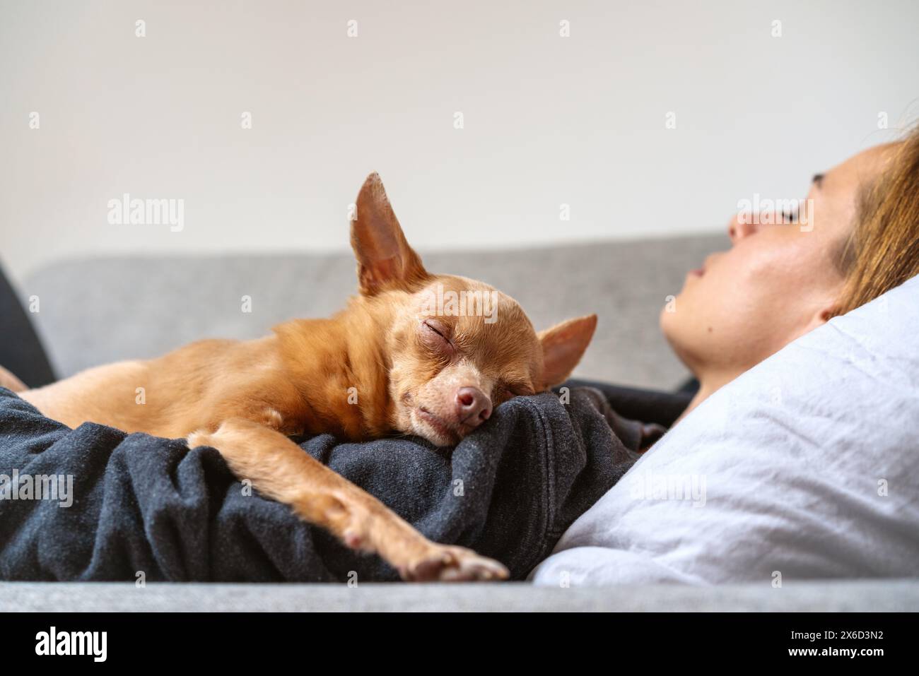 Woman and Toy Terrier napping together on sofa at home. Small dog lying ...