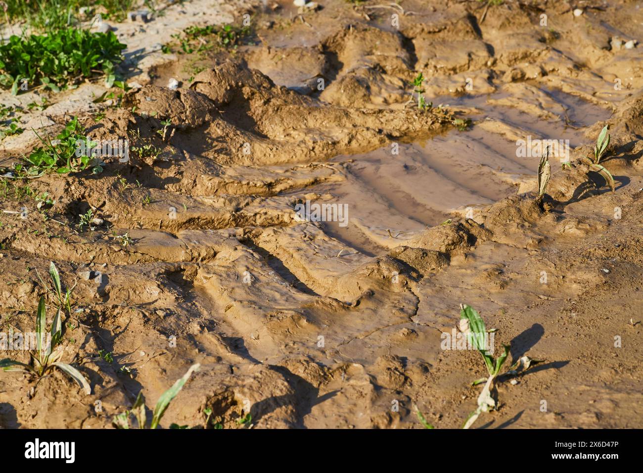 Close-Up of Muddy Terrain with Water Puddles and Emerging Vegetation ...