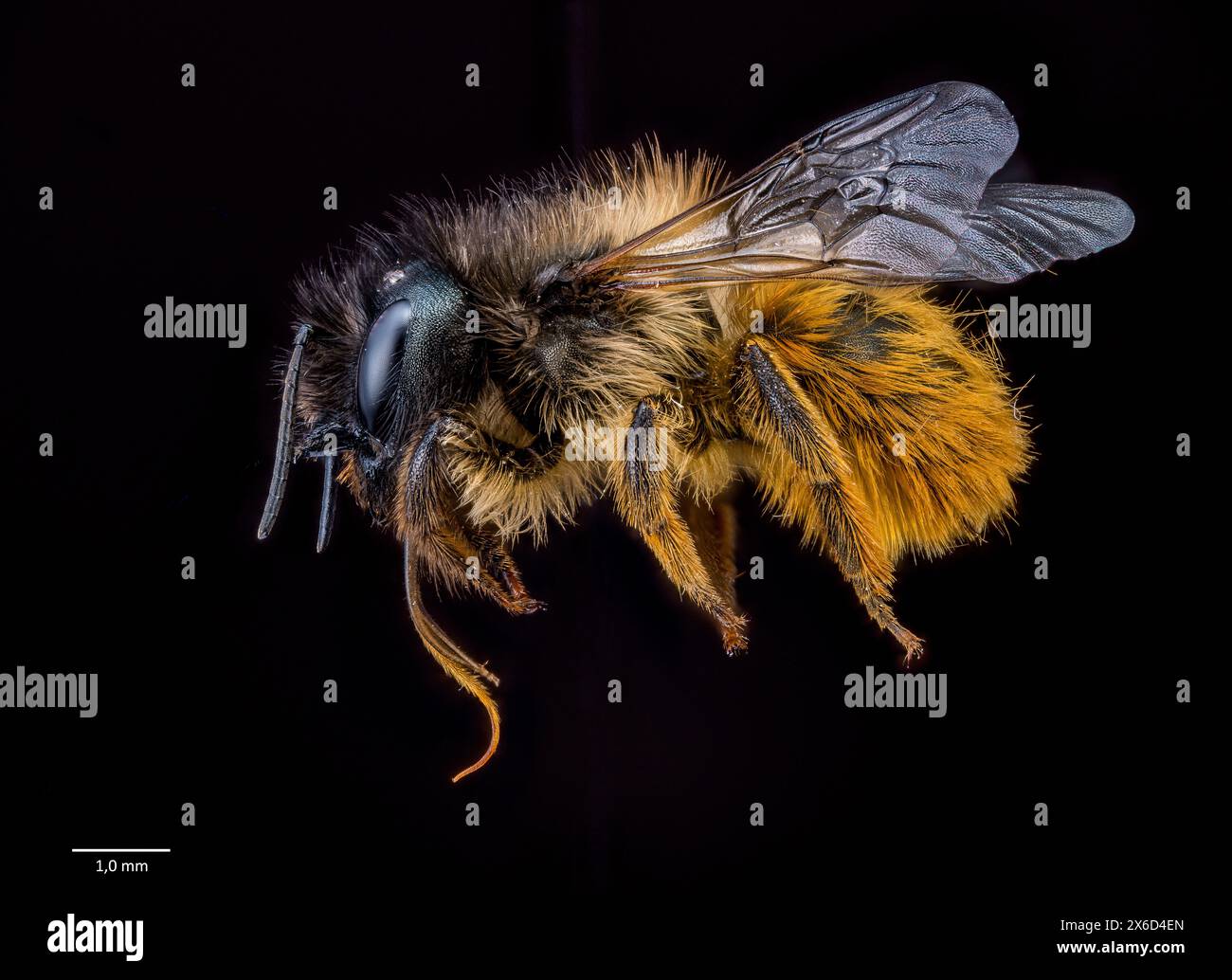 Red mason bee (Osmia bicornis). Hidra (Agder), south-western Norway in ...