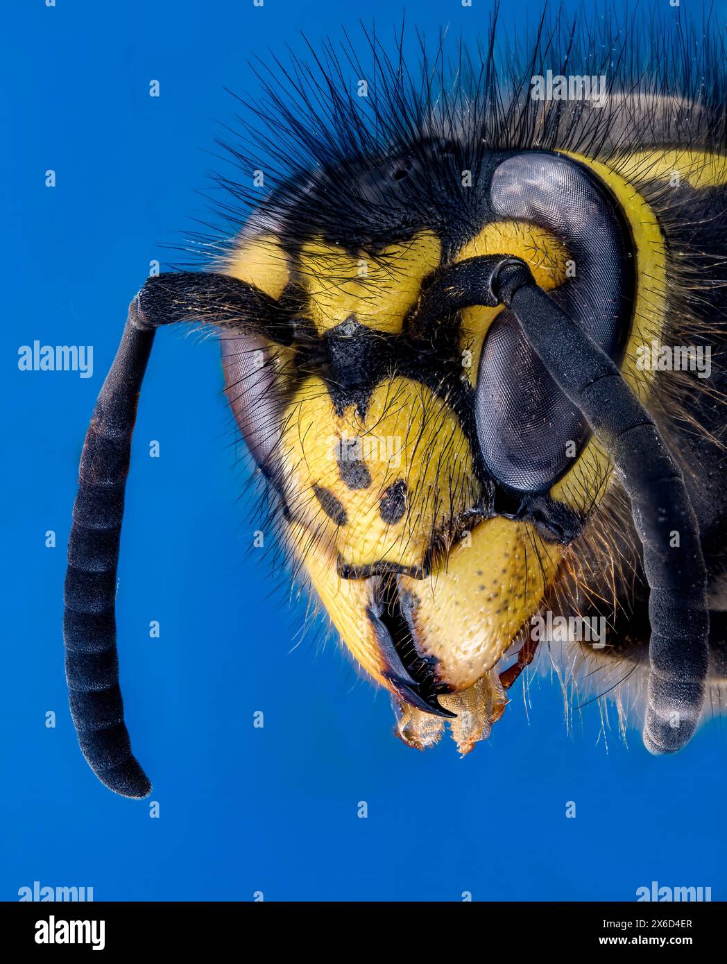 European wasp (Vespula germanica) from Hidra (Agder), south-western ...