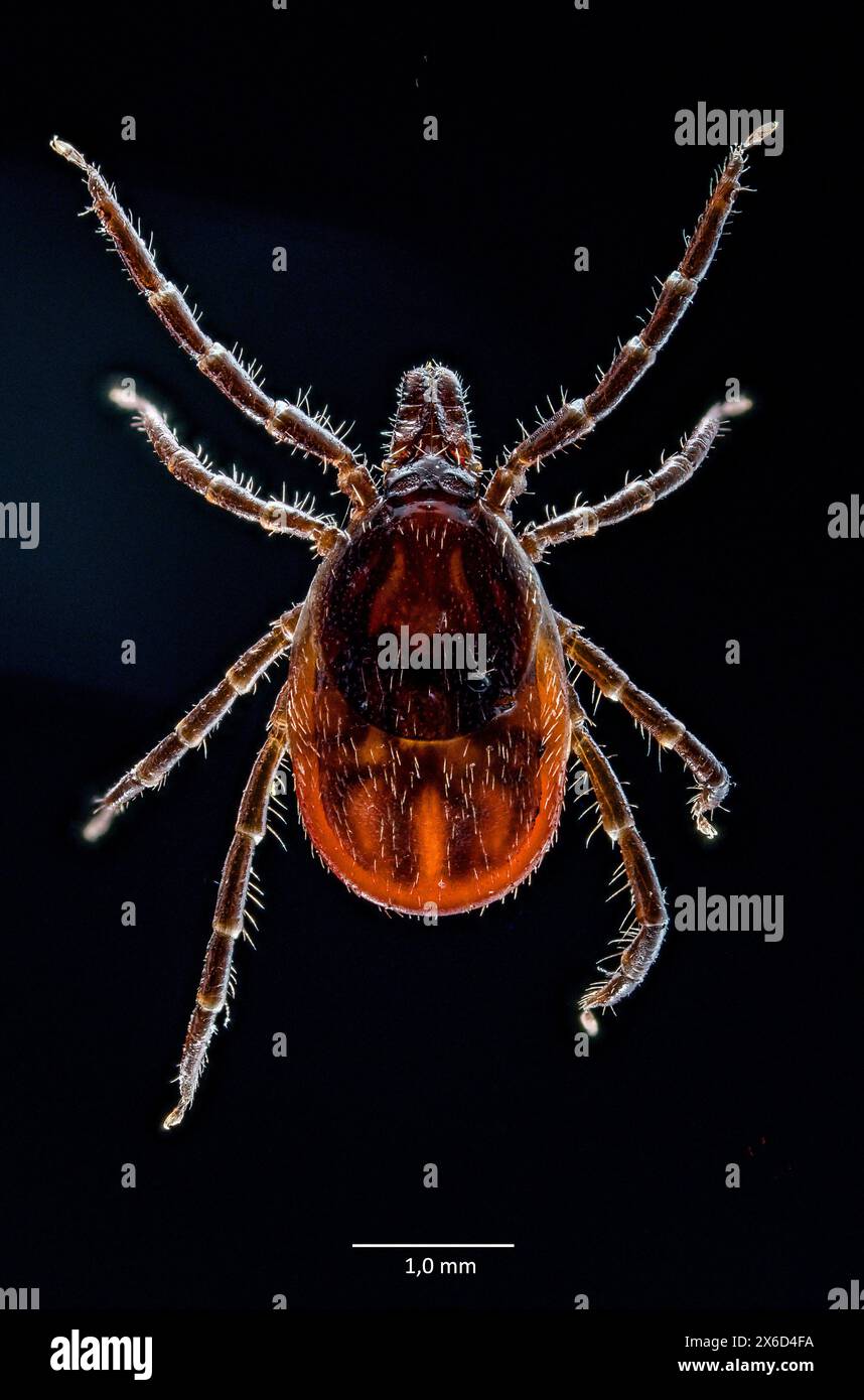 Adult castor bean tick (Ixodes ricinus) collected from coastal south ...