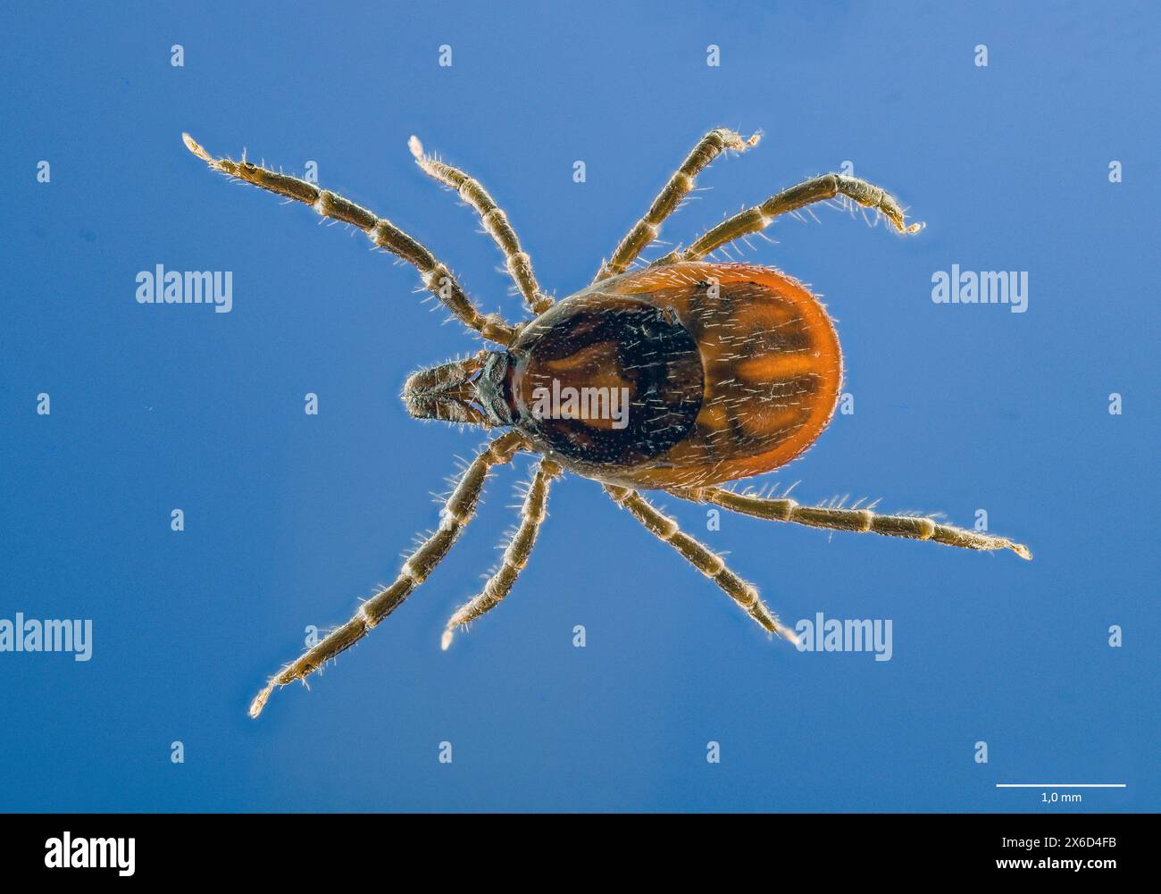 Adult castor bean tick (Ixodes ricinus) collected from coastal south ...