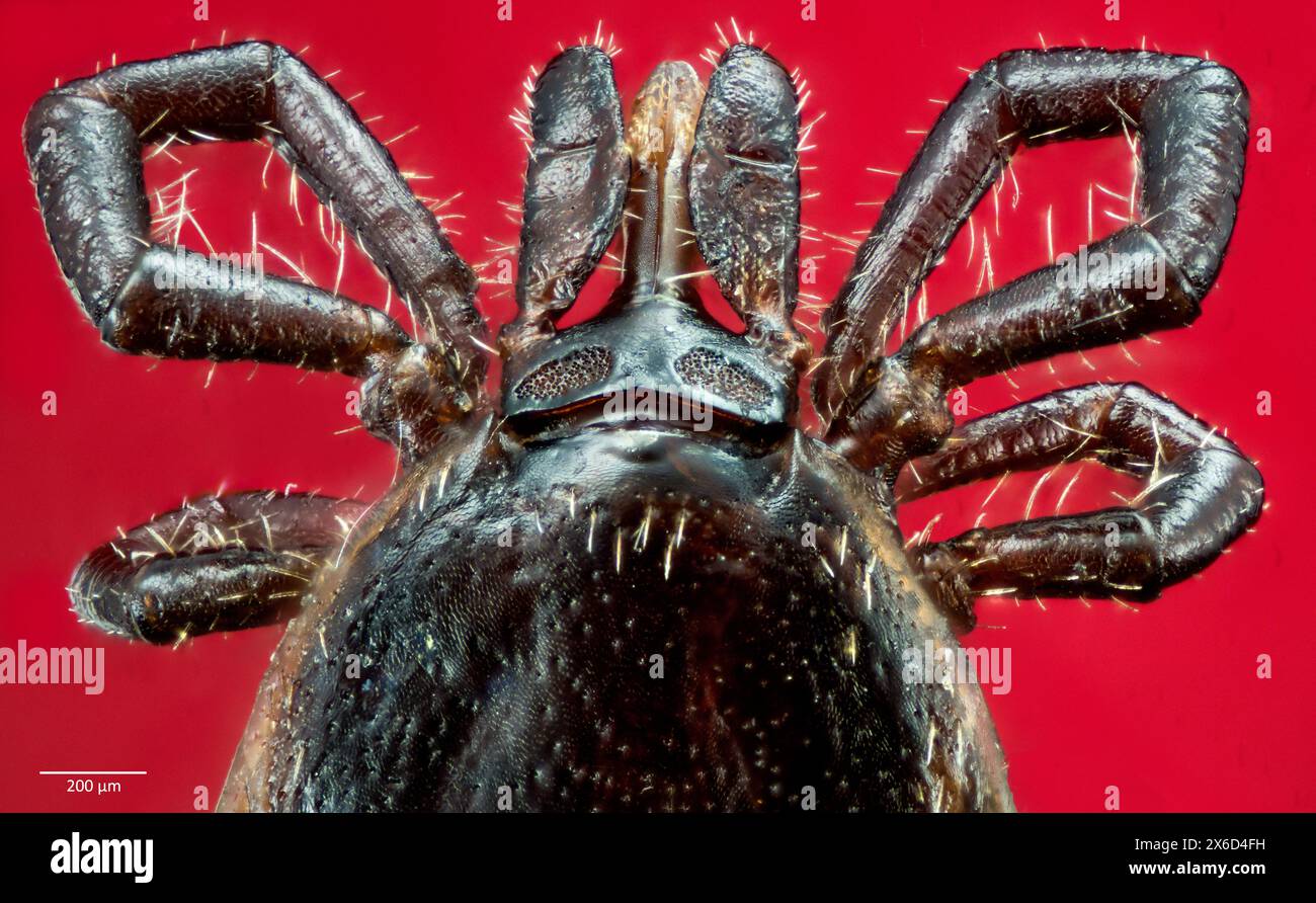Head and part of the body of an adult castor bean tick (Ixodes ricinus ...