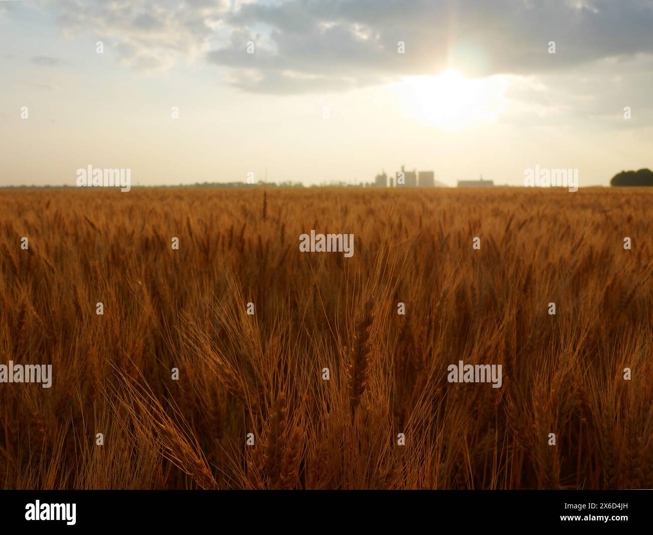 Golden hour over wheat hi-res stock photography and images - Alamy