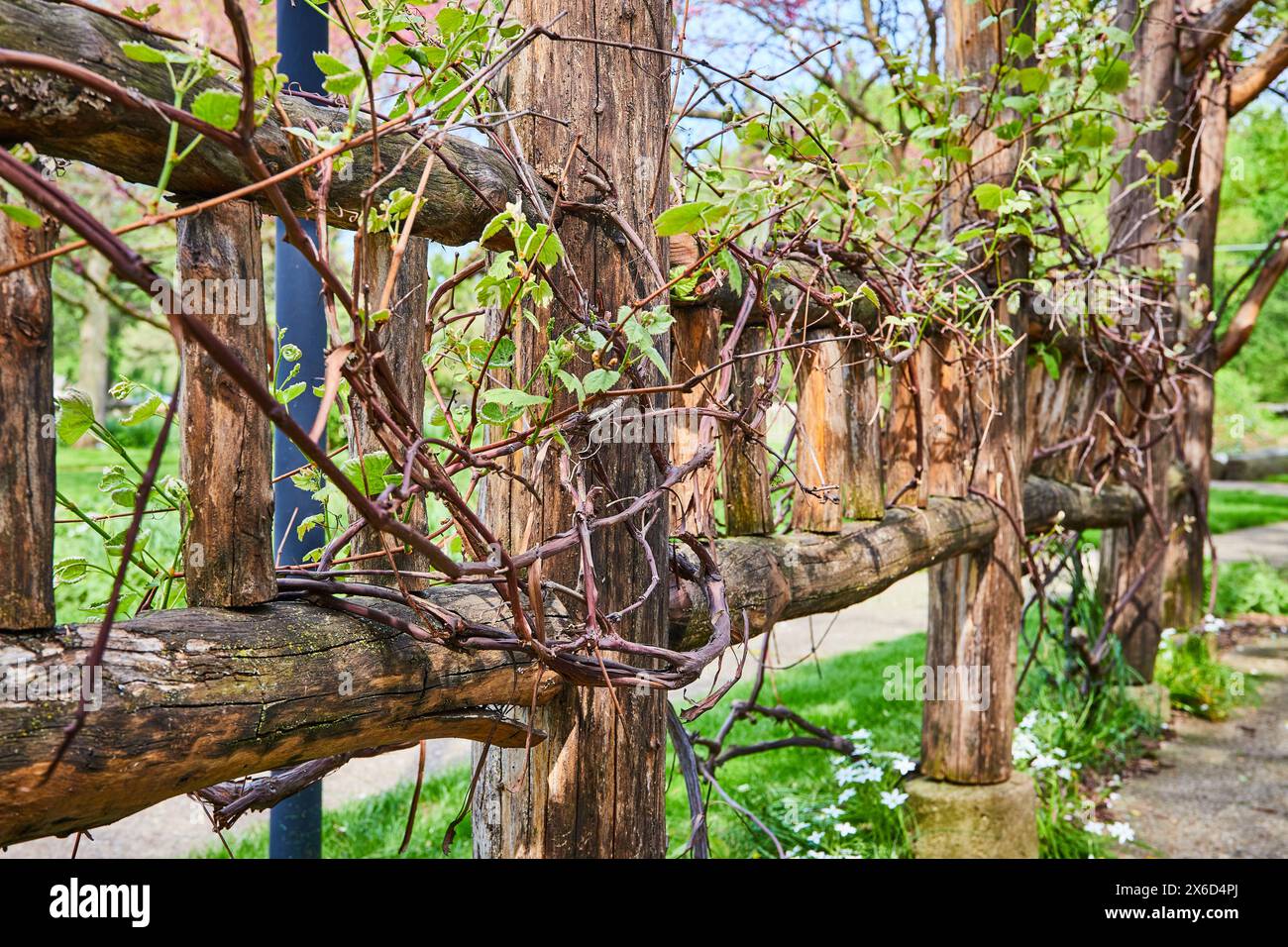 Rustic wood fence vines hi-res stock photography and images - Alamy