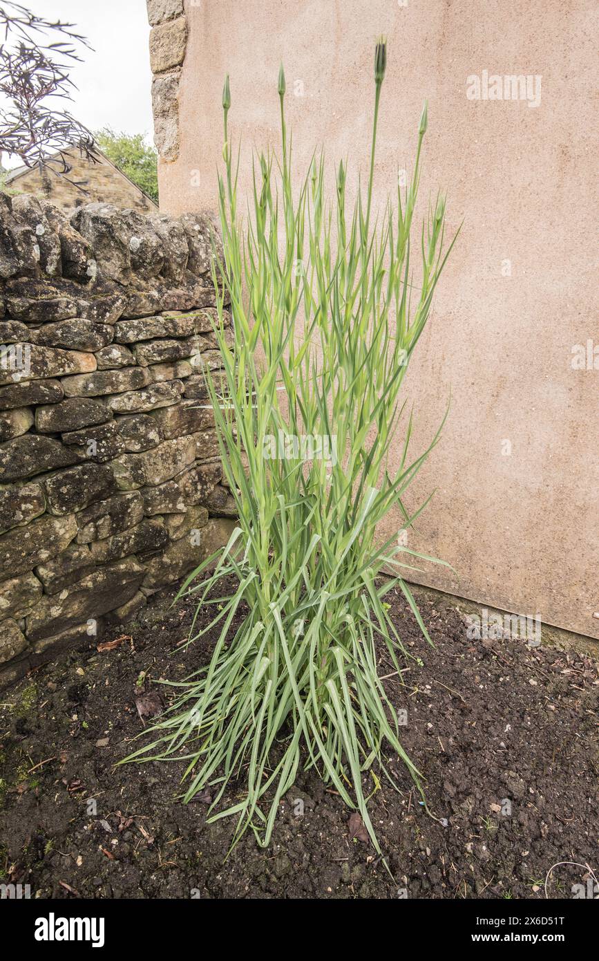 Thought to be salsify with its purple flower and linear.grass-like ...