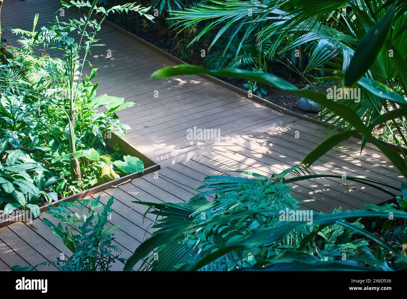 Tropical Garden Walkway, Lush Greenery, Dappled Sunlight - Elevated ...