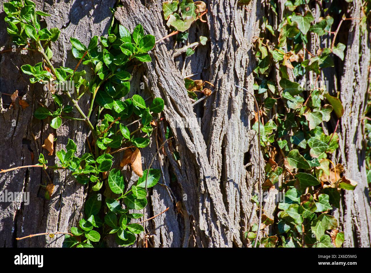 Close-Up of Tree Bark and Green Ivy in Natural Light Stock Photo - Alamy