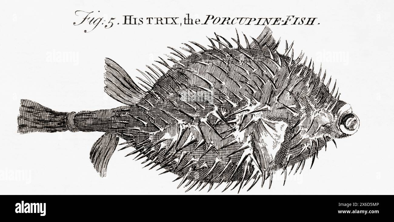 18th century engraving by T Jefferys of the spot-fin porcupinefish ...