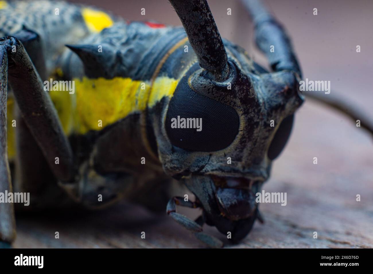 Batocera rubus or Manggo longhorn beetle is one of a pest for manggo ...
