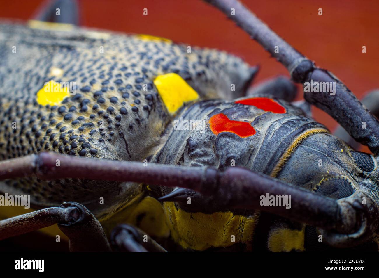 Batocera rubus or Manggo longhorn beetle is one of a pest for manggo ...