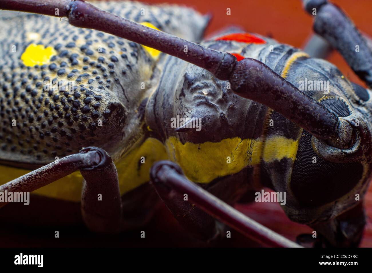 Batocera rubus or Manggo longhorn beetle is one of a pest for manggo ...