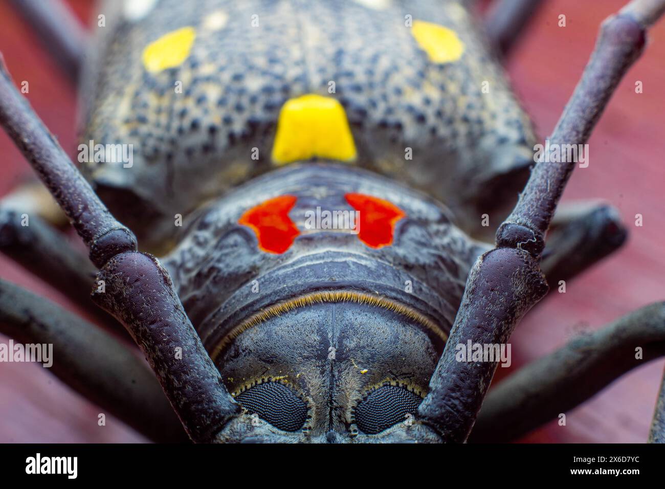 Batocera rubus or Manggo longhorn beetle is one of a pest for manggo ...