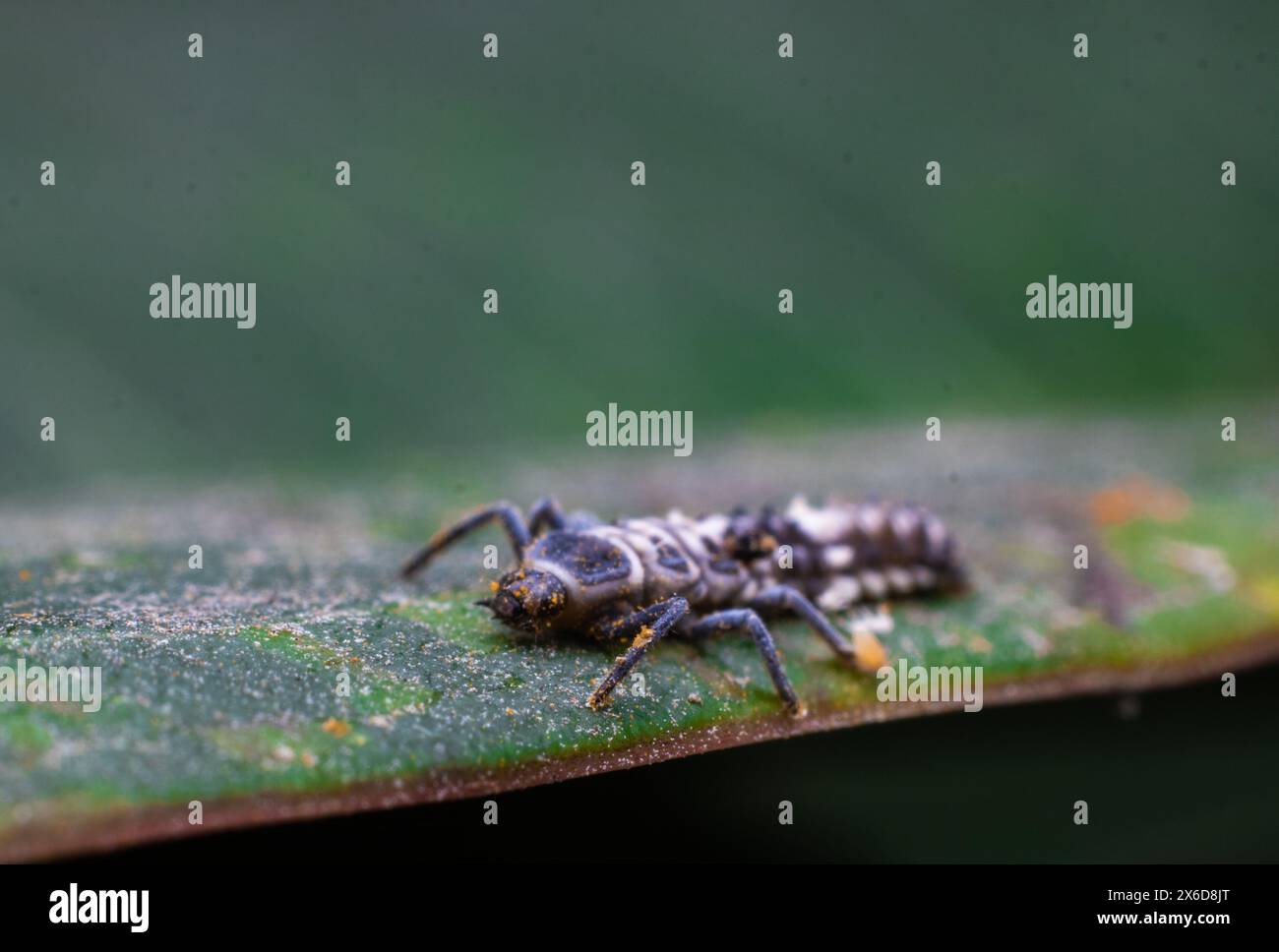 Coccinellidae larvae hi-res stock photography and images - Alamy