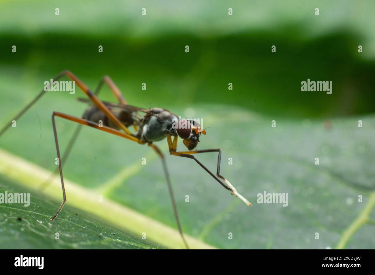 Beautiful stilt-legged fly rubbing its front leg on a green leaf Stock ...