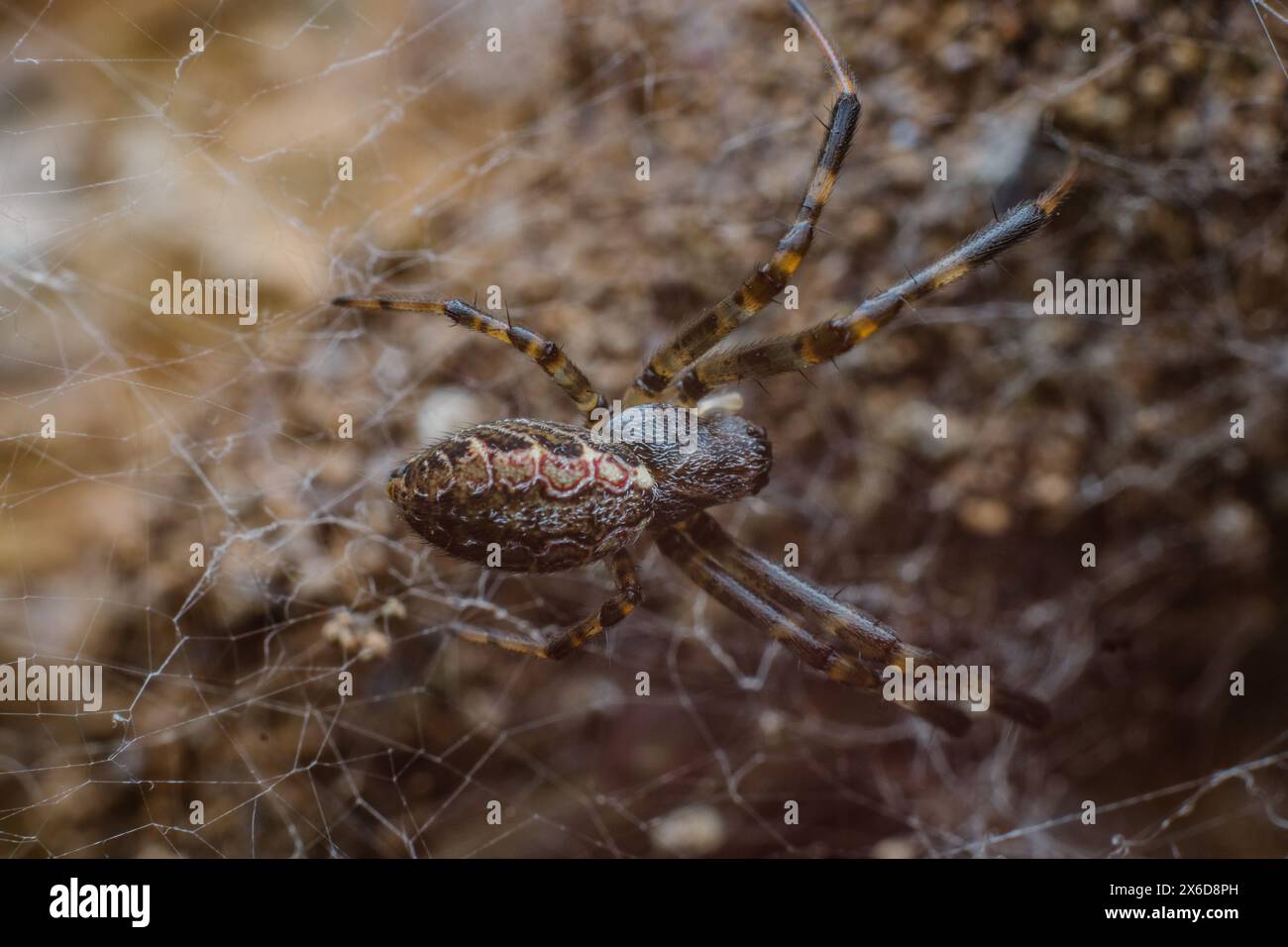 macro photo of the back of Nephilengys malabarensis spider resting on ...