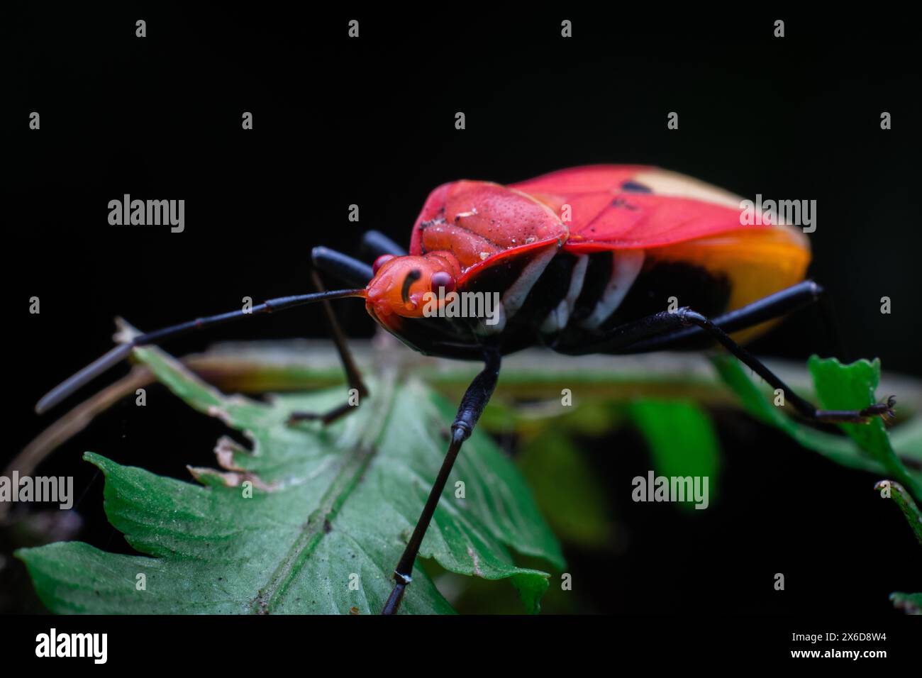 a beautiful red bug from the Dindymus Genus on a green leaf with black ...
