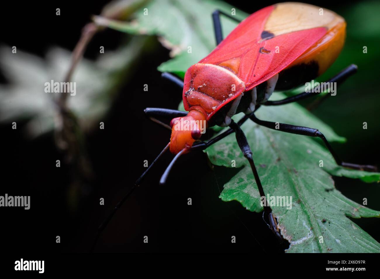 a beautiful red bug from the Dindymus Genus on a green leaf with black ...