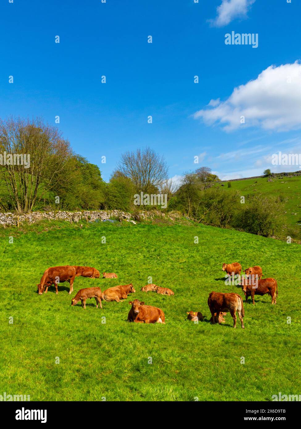 Spring view of cattle grazing in a field near Brassington a village in ...