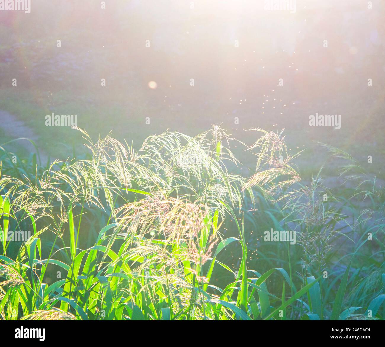 Field grass fluffy flowering panicles hi-res stock photography and ...