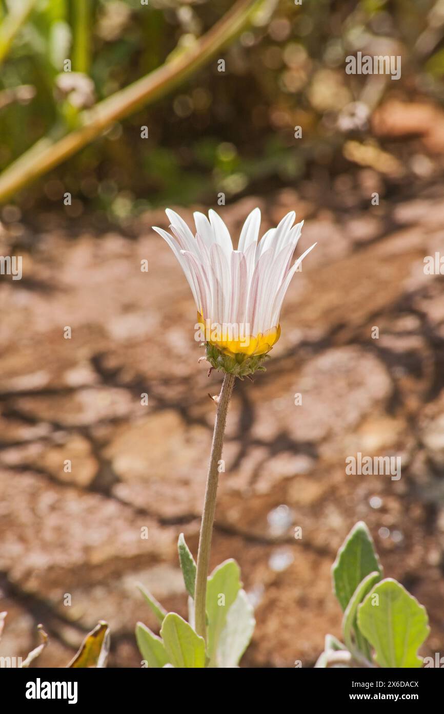 Daisy flower opening 15311 Stock Photo - Alamy