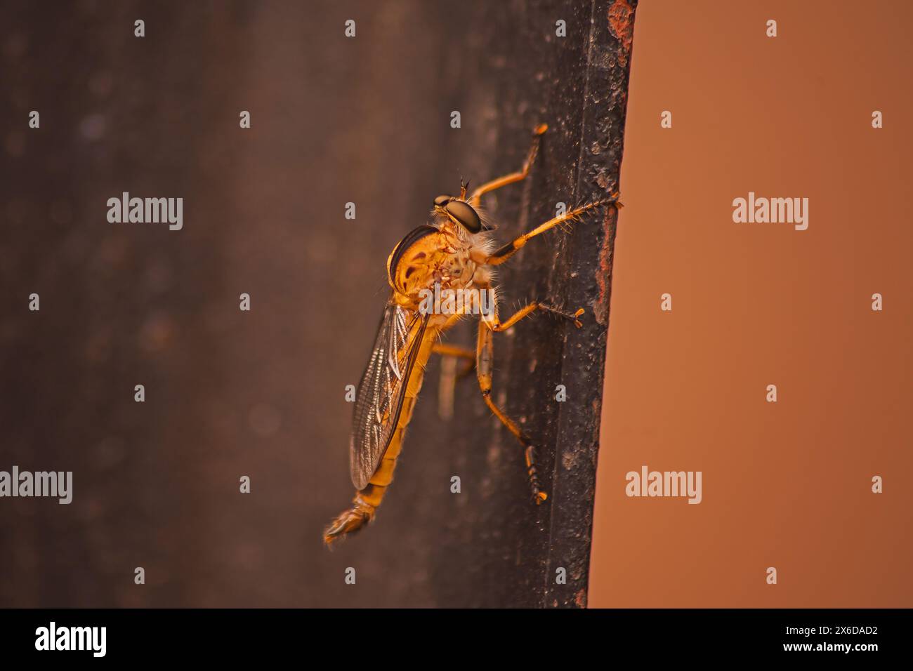 Garden robber fly hi-res stock photography and images - Alamy