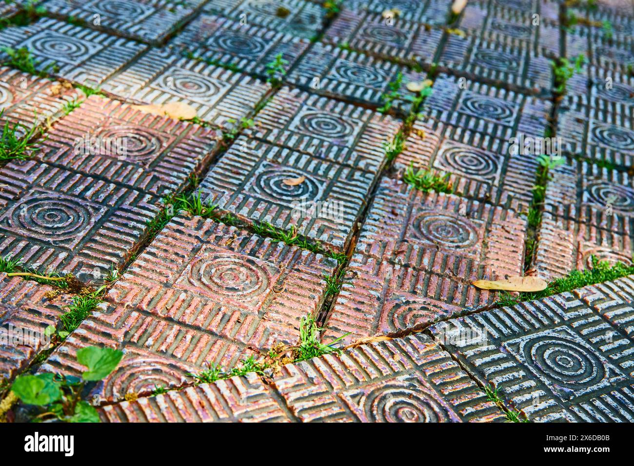 Wet Brick Pathway with Moss and Circular Patterns, Close-Up View Stock ...