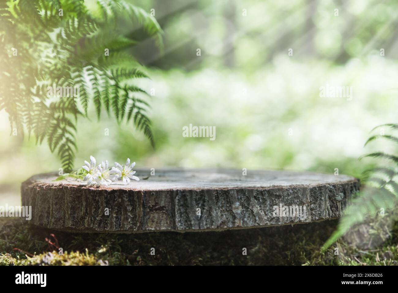 Empty wooden stand stump in moss with fern leaves and white flowers in ...