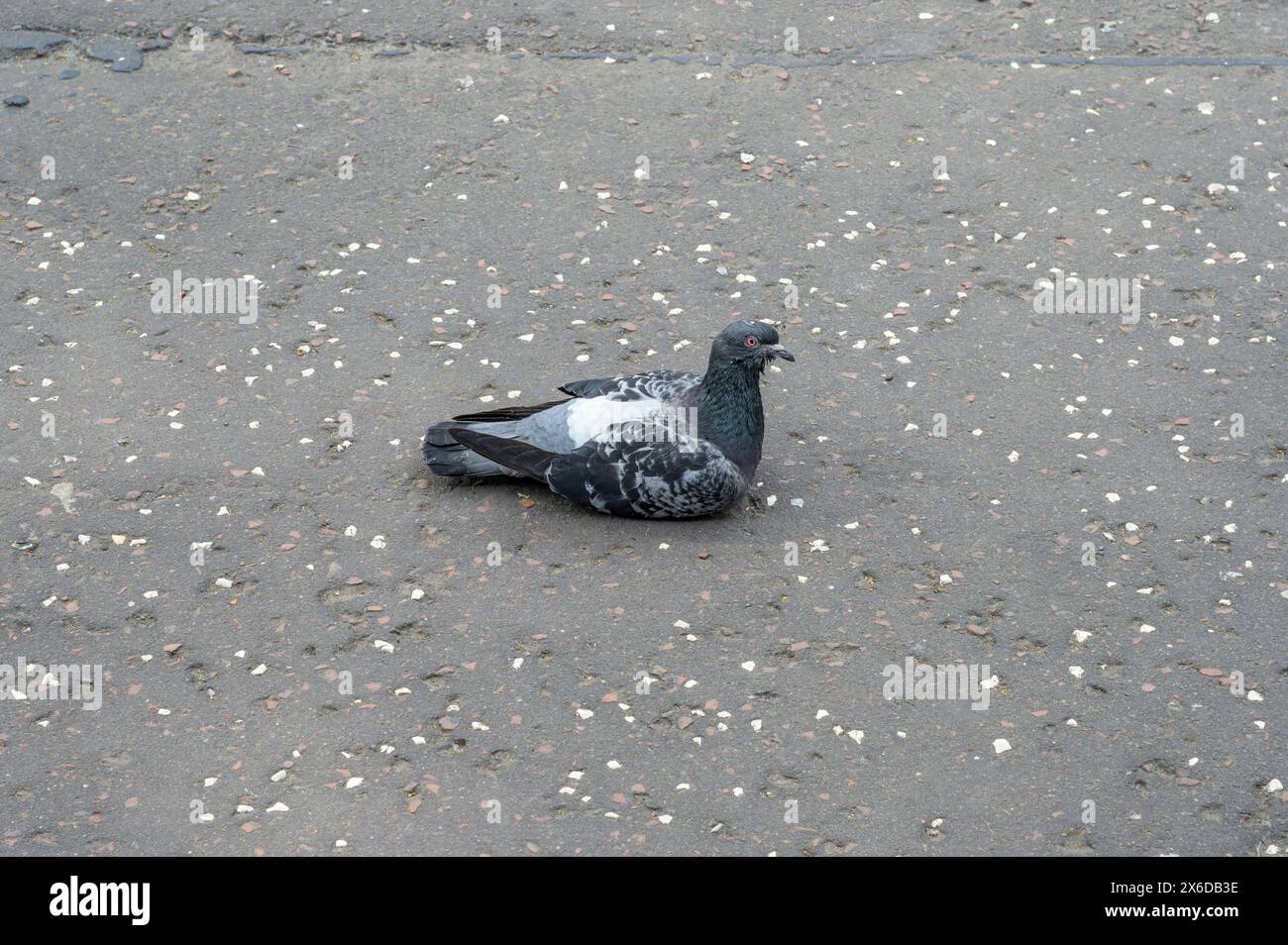 Pigeon sitting on a pavement Stock Photo - Alamy