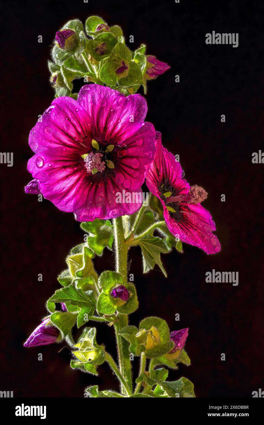 Blooming tree mallow, commonly known as hollyhock, on a black ...