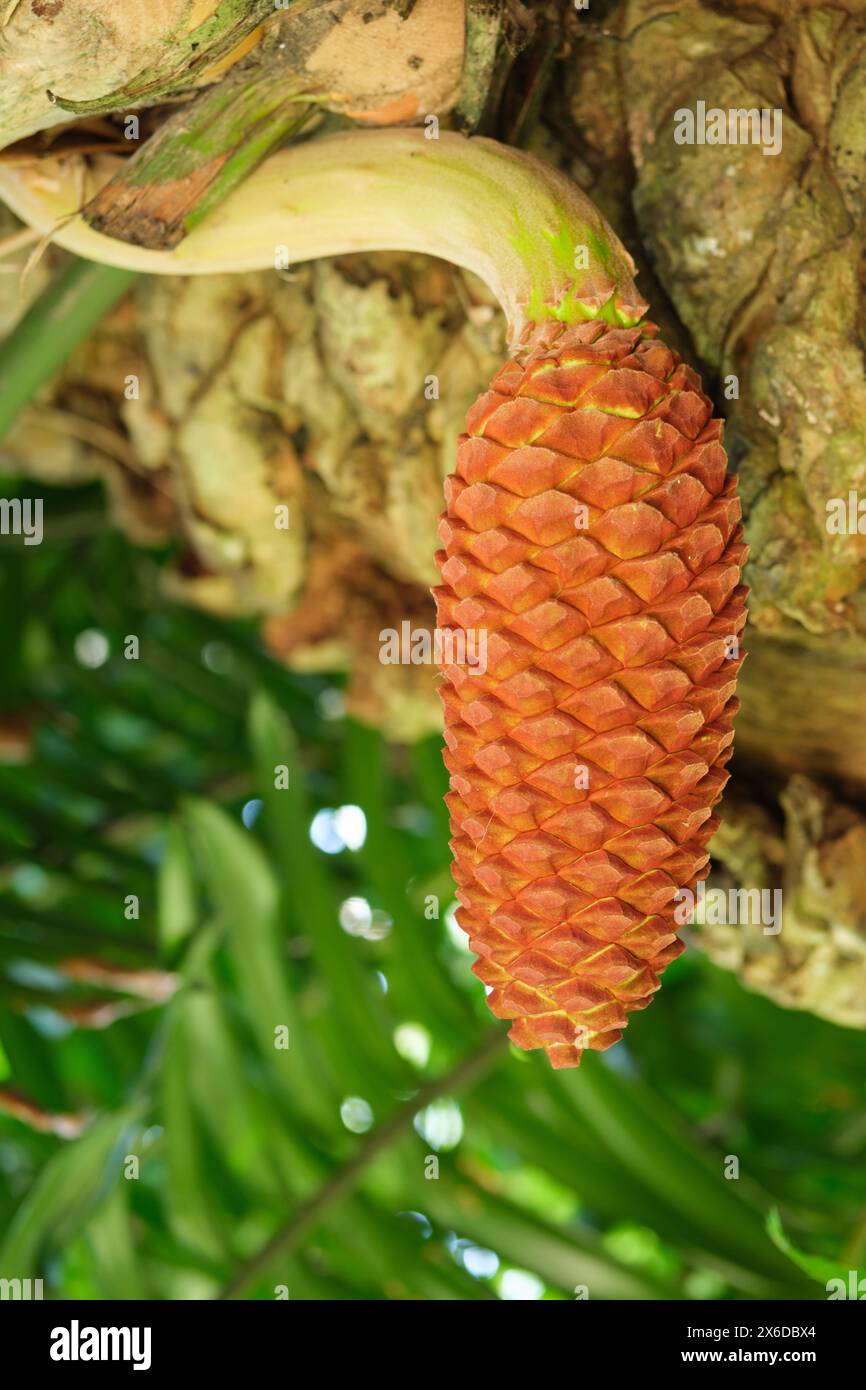 Tree & Seed Pod - Mombasa Cycad Encephalartos Hilderbrandtii Zamiaceae ...
