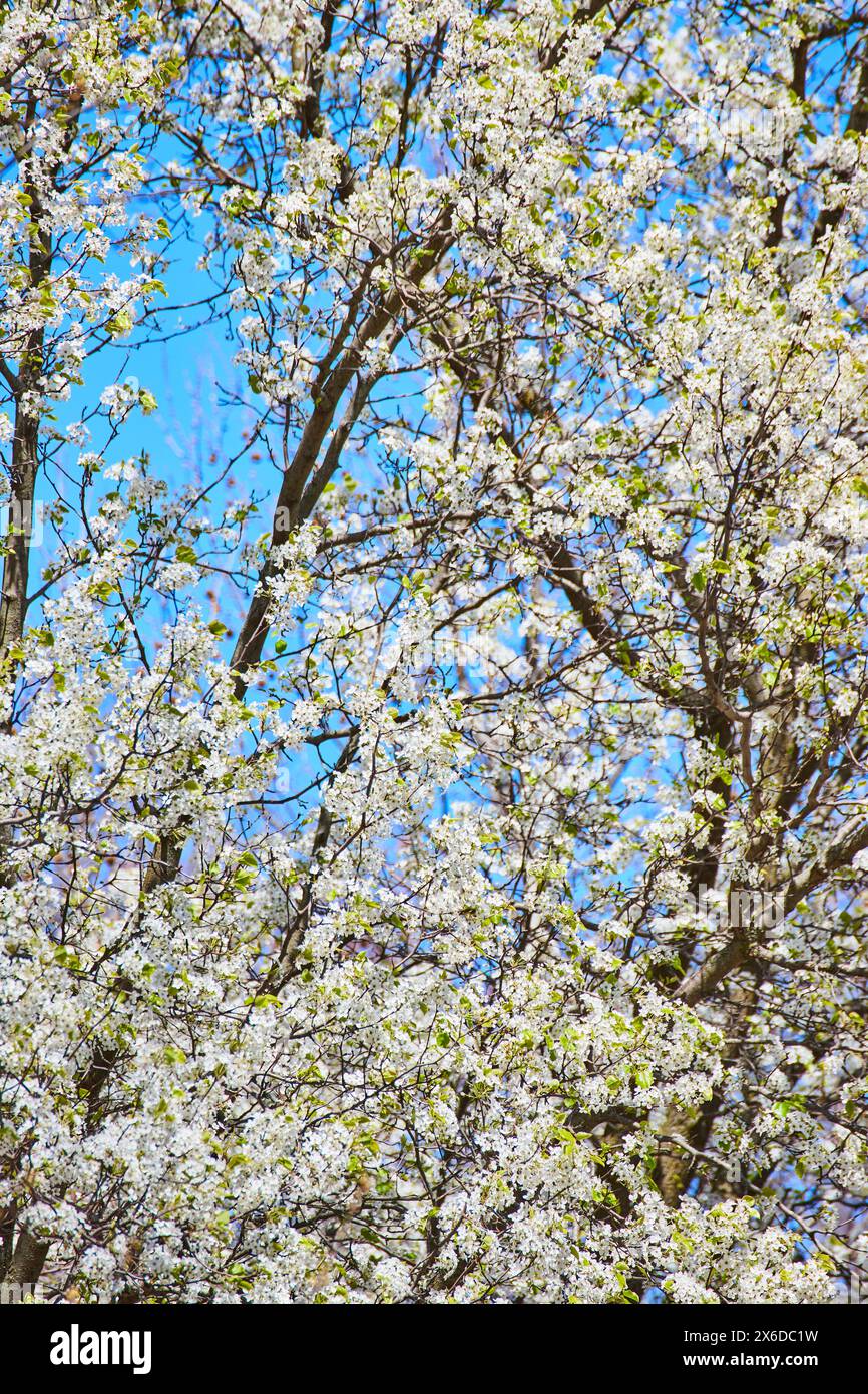Spring Blossoms and Blue Sky, Eye-Level View Underneath Tree Stock ...