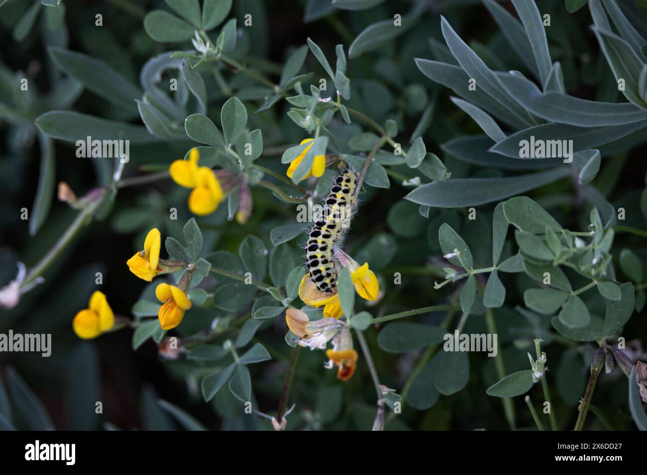 Caterpillar of the six-spor burnet moth feeding on a sea cliff in ...