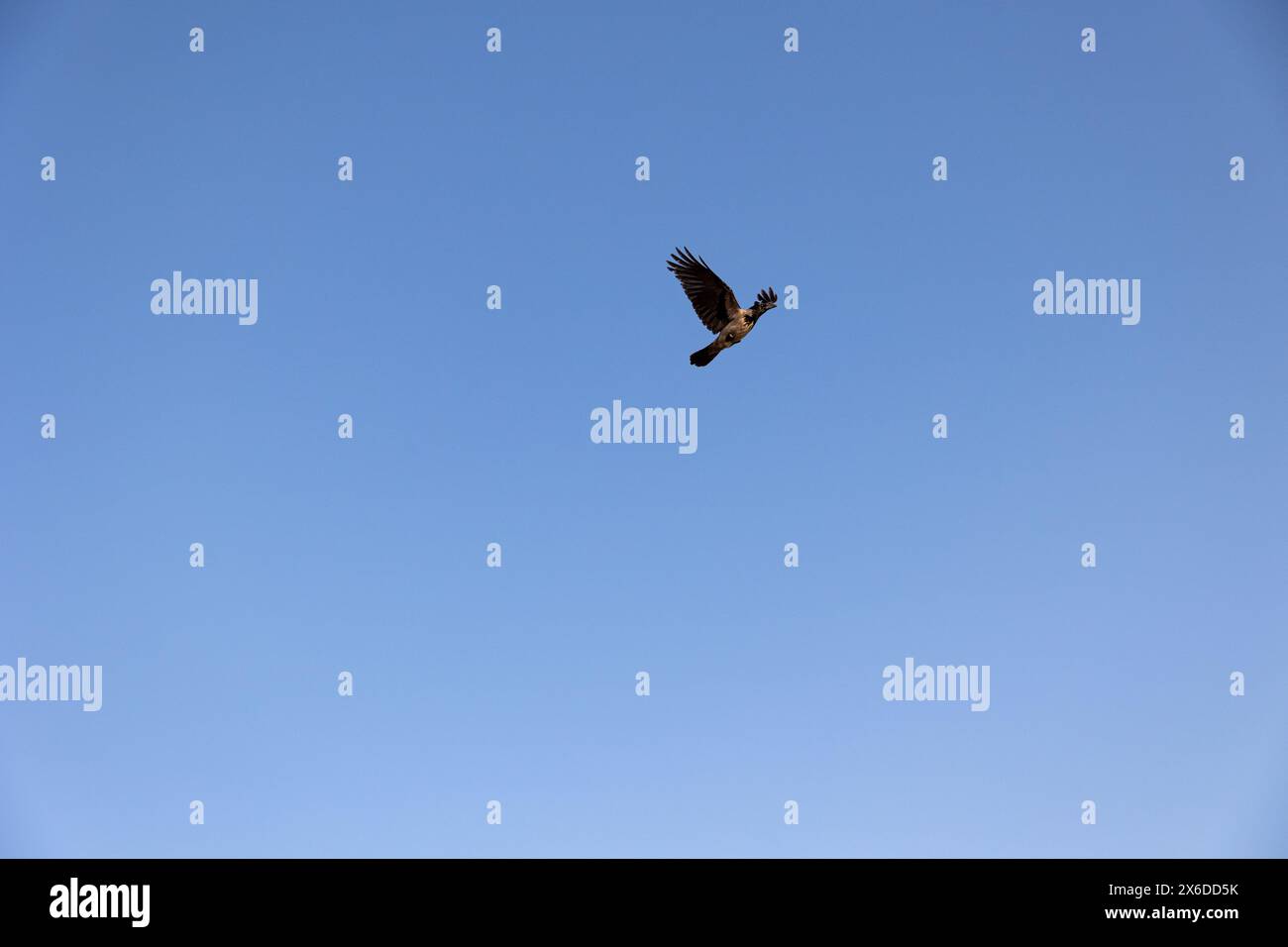 Hooded crow in flight on Sicily, Italy, April 2024 Stock Photo - Alamy