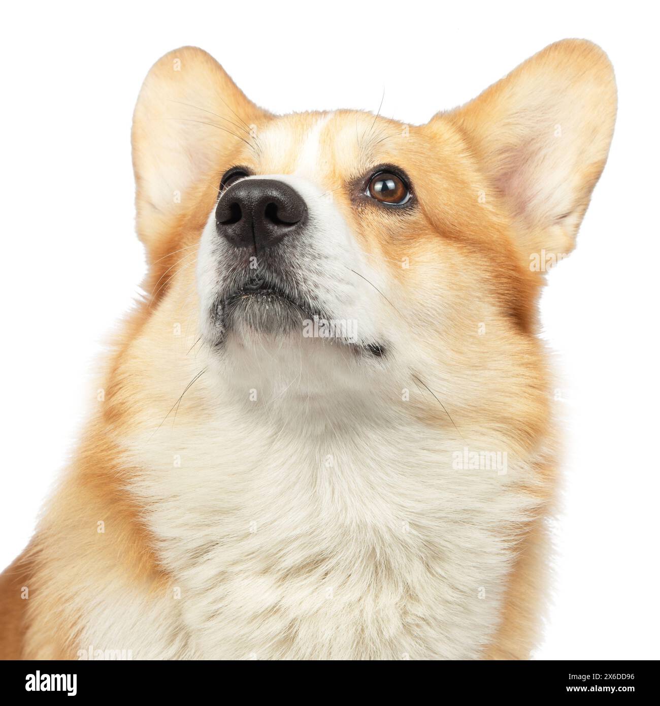 corgi welsh pembroke isolated on white background Stock Photo - Alamy