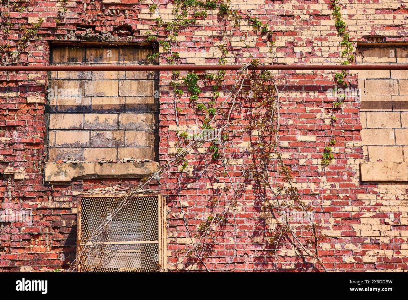 Vibrant Overgrown Brick Wall with Vines and Architectural Decay, Eye ...