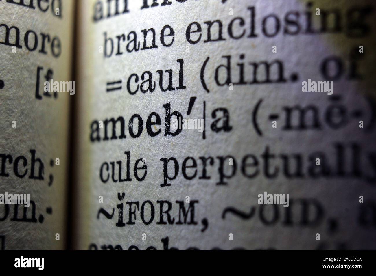 Amoeba anatomy hi-res stock photography and images - Alamy