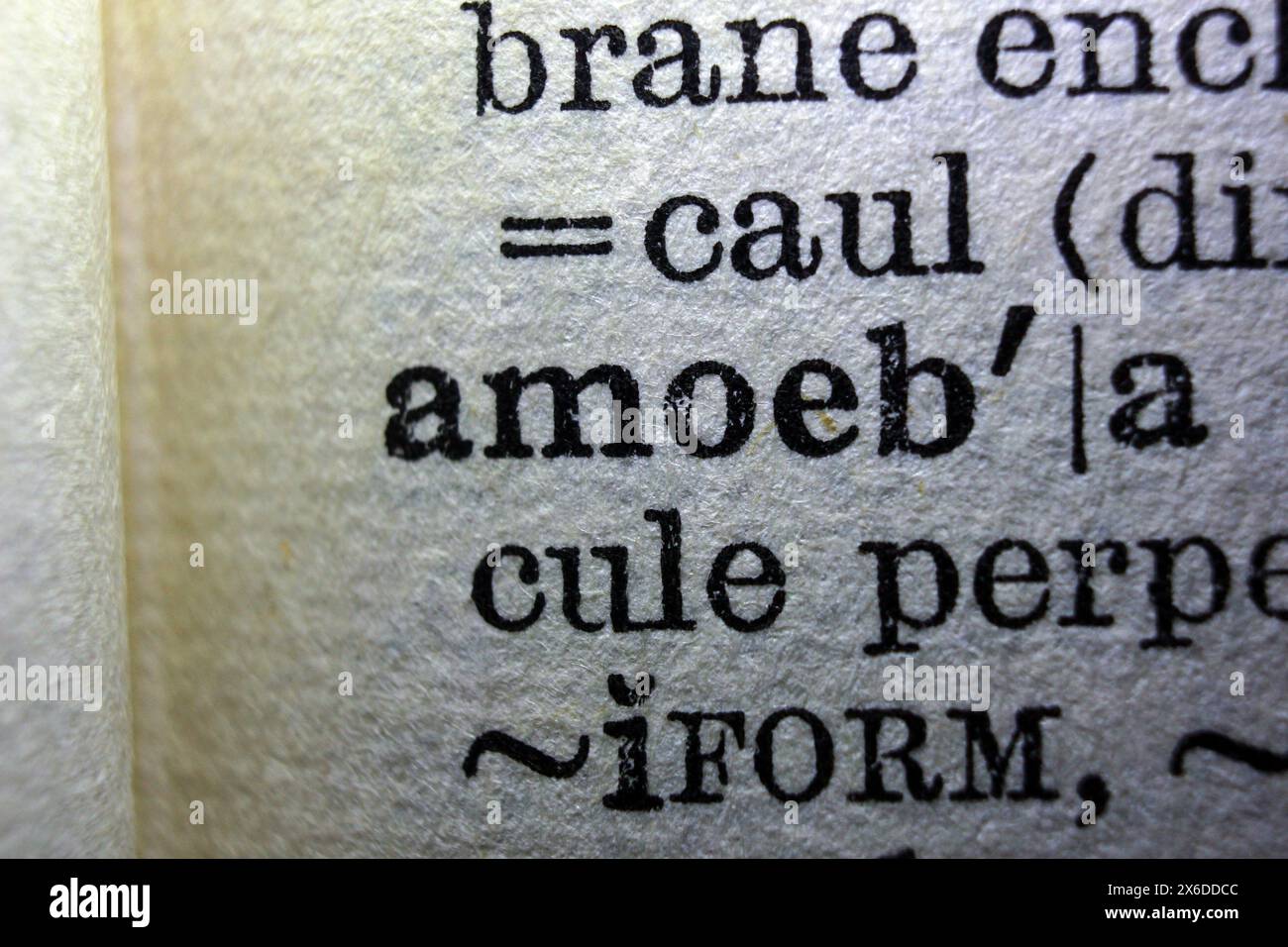 Word amoeba on dictionary page, macro close-up Stock Photo - Alamy