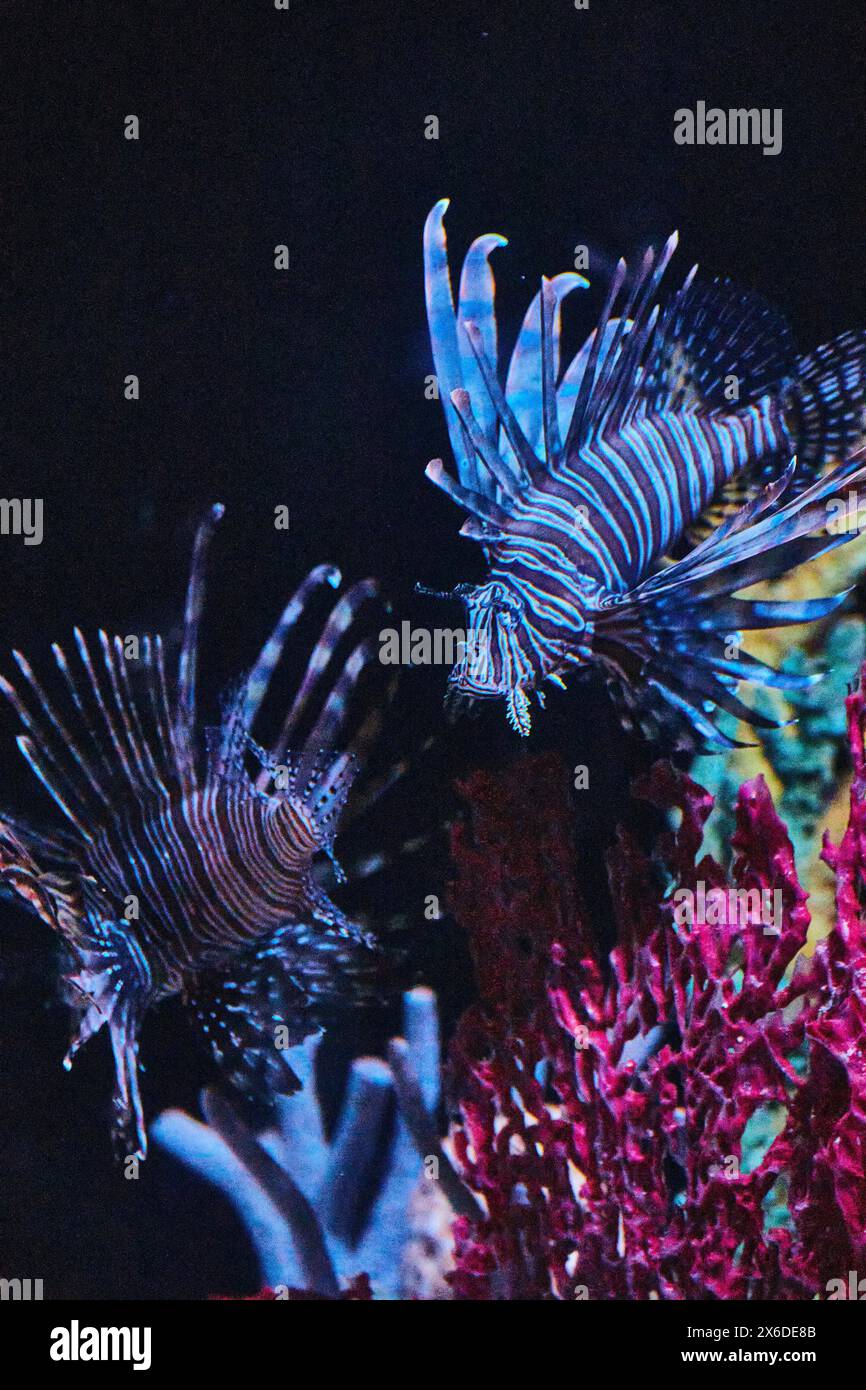 Underwater View of Lionfish and Red Coral at Fort Wayne Children's Zoo ...