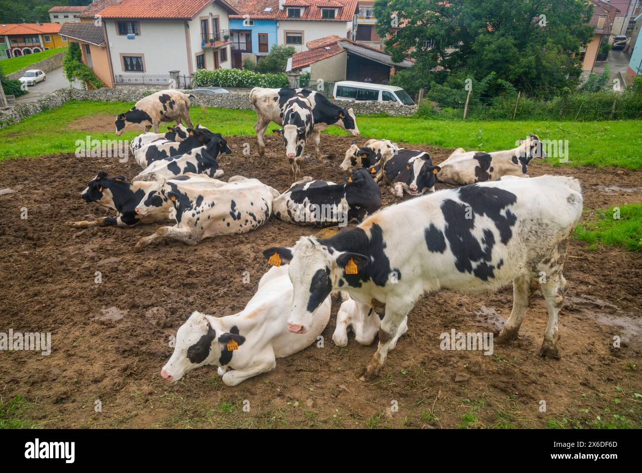 Frisona race calves in a farm. Porrua, Asturias, Spain Stock Photo - Alamy