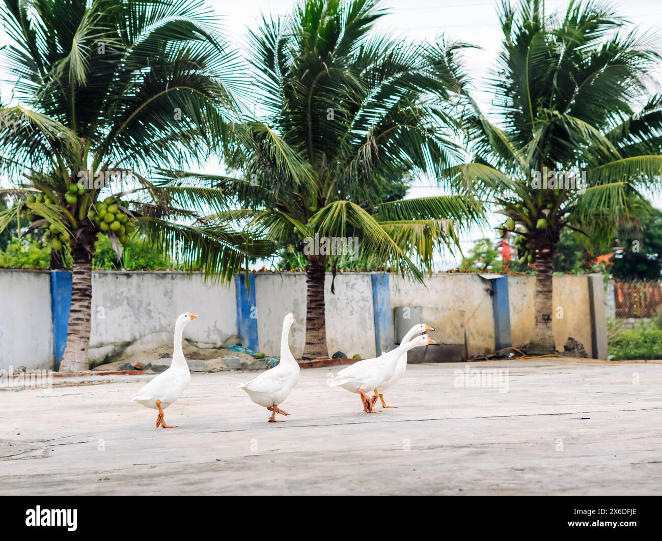 Several white geese walking together in small city. Craned necks ...