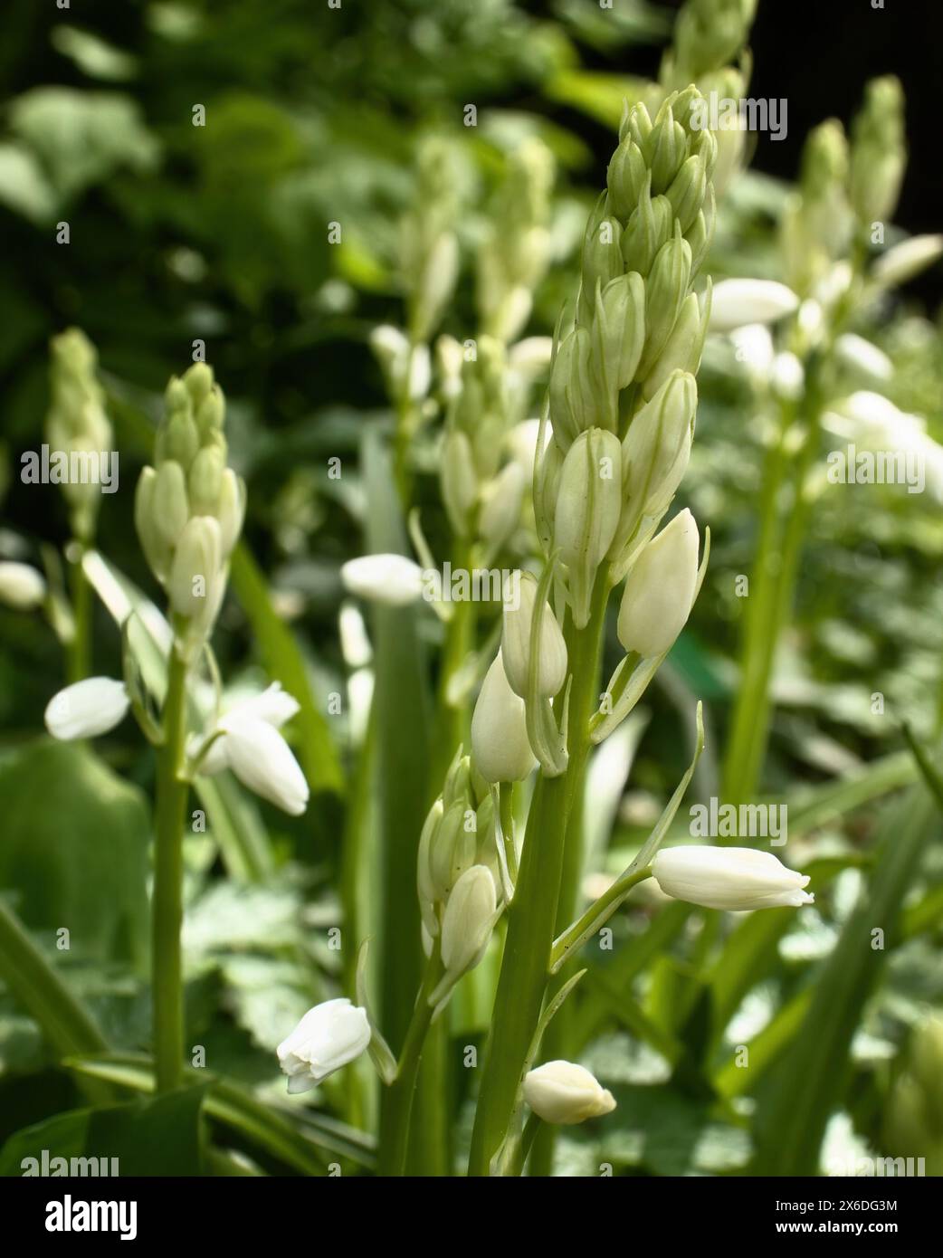 White Spanish bluebells blooming in the Hermannshof Gardens in Weinheim ...