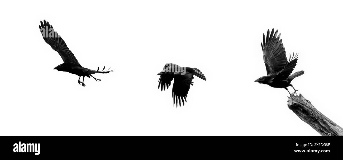 Black and white sequence of flying carrion crow (Corvus corone) taking ...