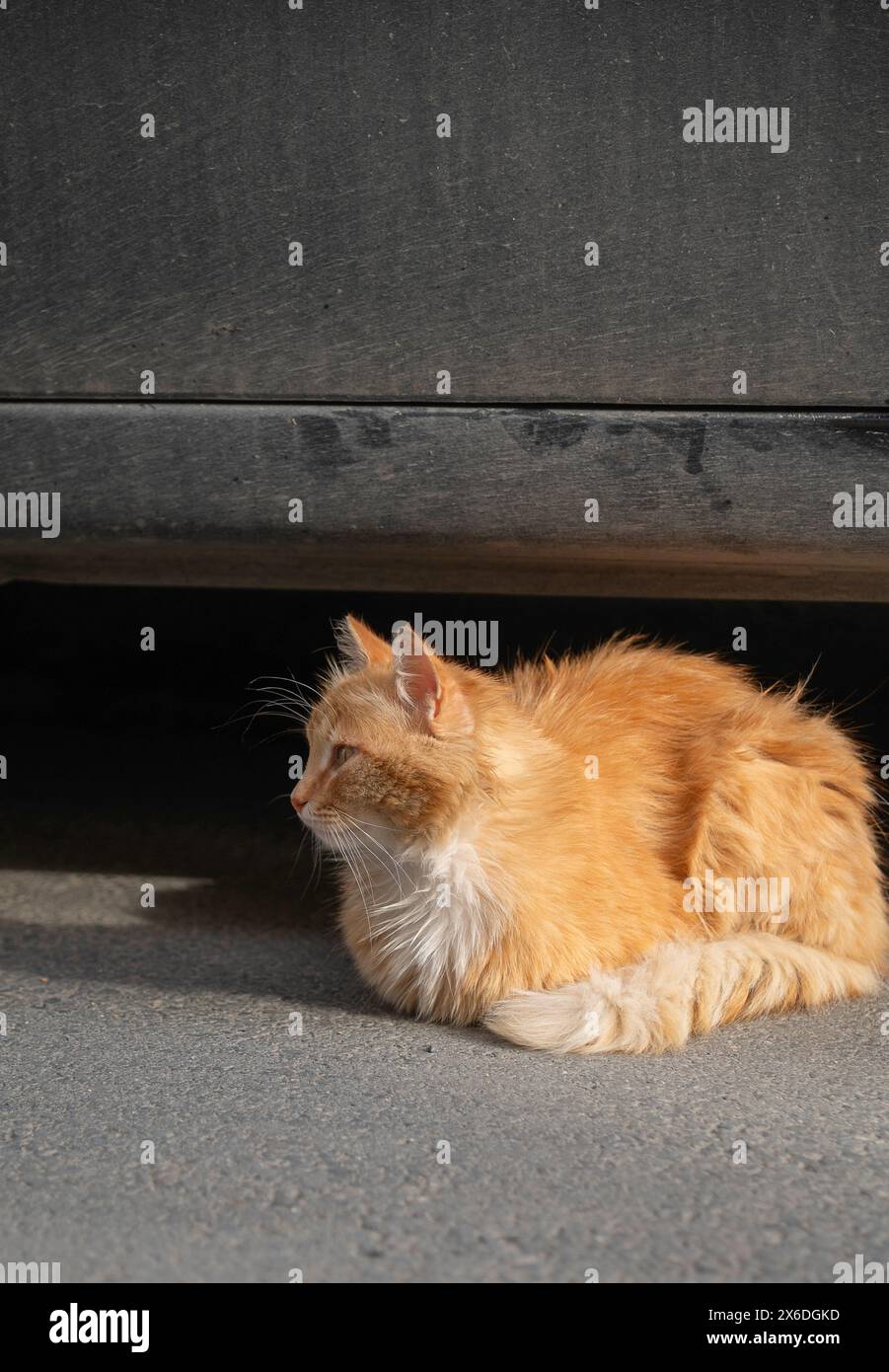 street red cat basking in the sun.animals concept Stock Photo - Alamy