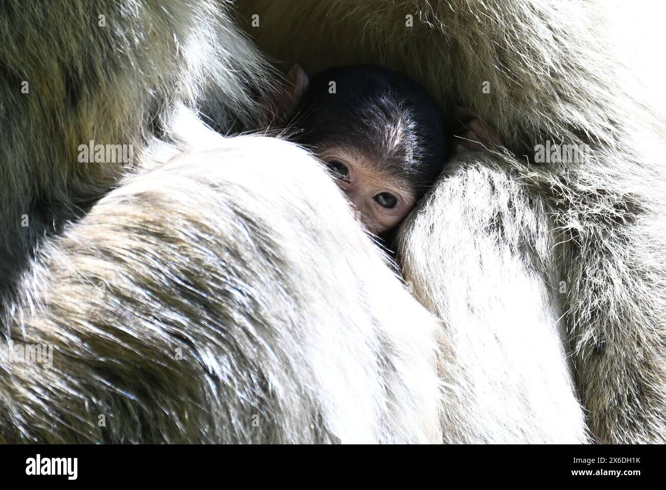 Salem, Germany. 14th May, 2024. A few days old Barbary macaque baby ...